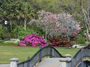 When & Where to See Azaleas in Charleston, SC (Free & Paid Spots ...