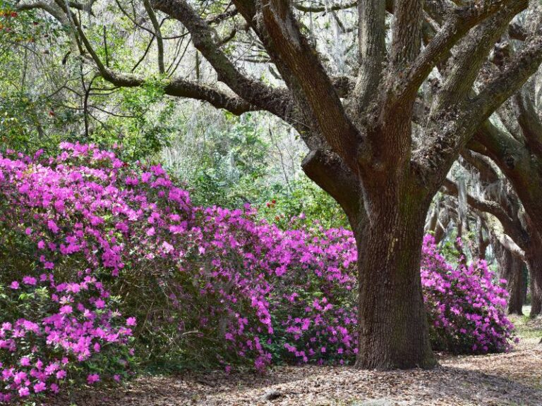 When & Where to See Azaleas in Charleston, SC (Free & Paid Spots ...